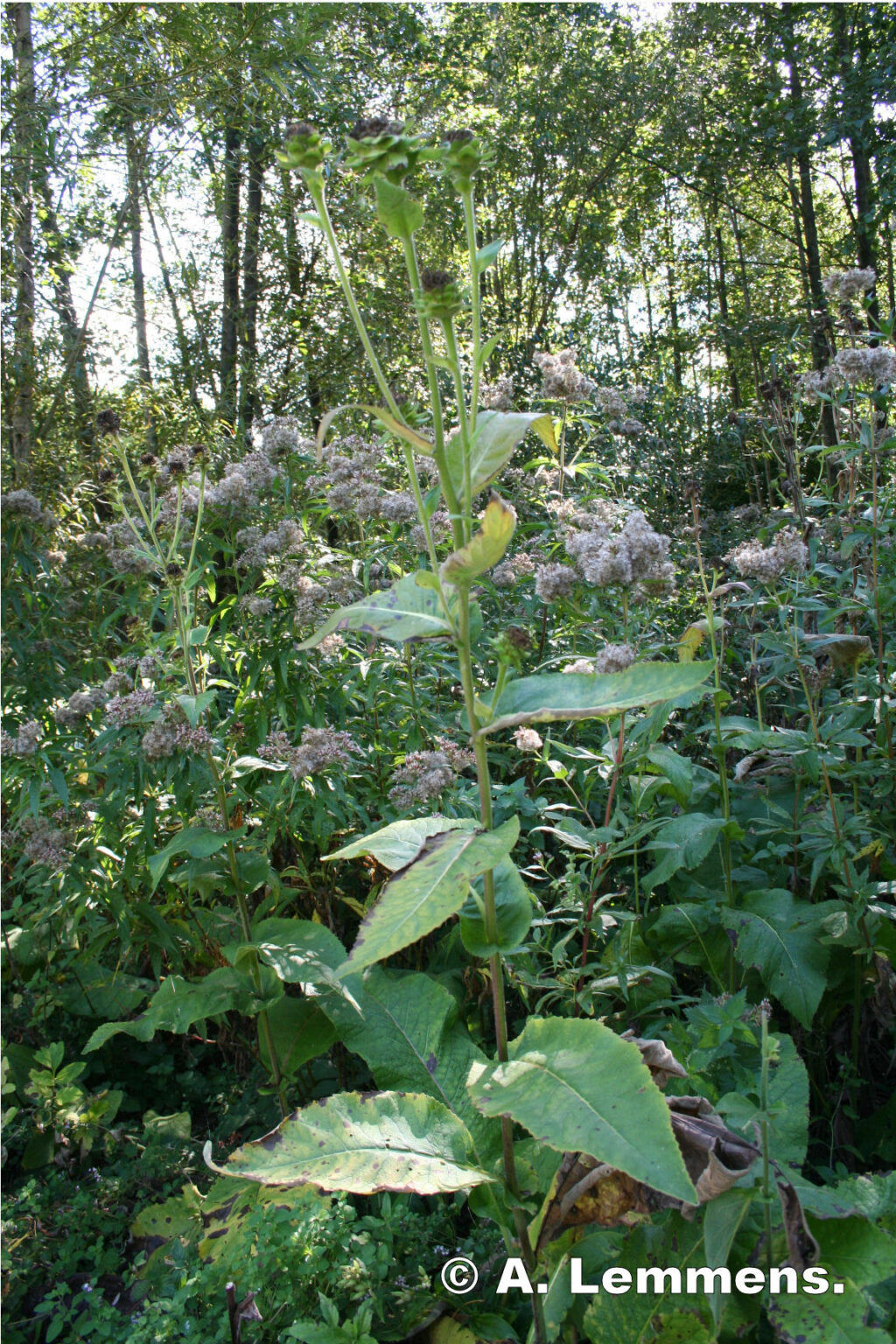 Aardpeer – Werkgroep Amerikaanse Sijzen