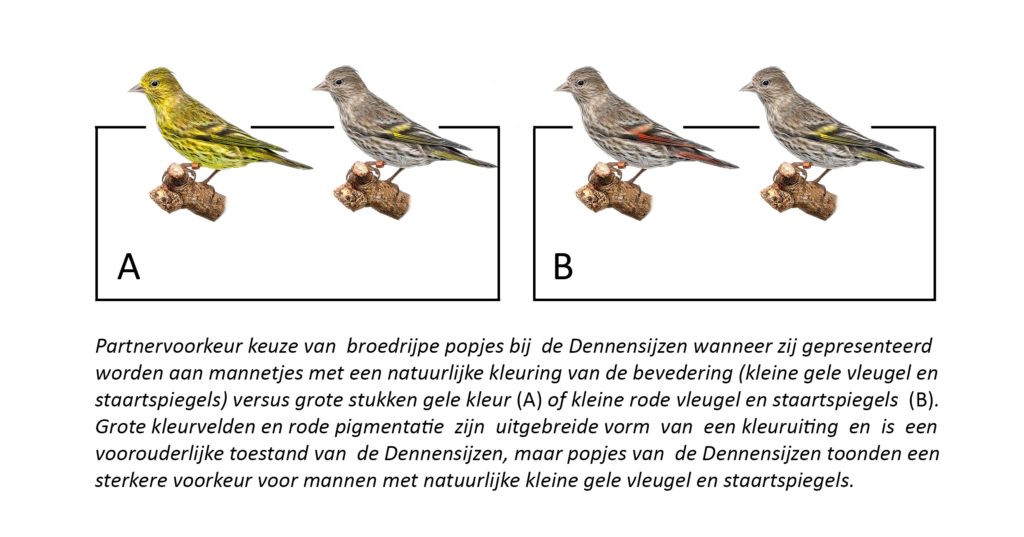 Evolutie Amerikaanse sijzen. – Werkgroep Amerikaanse Sijzen